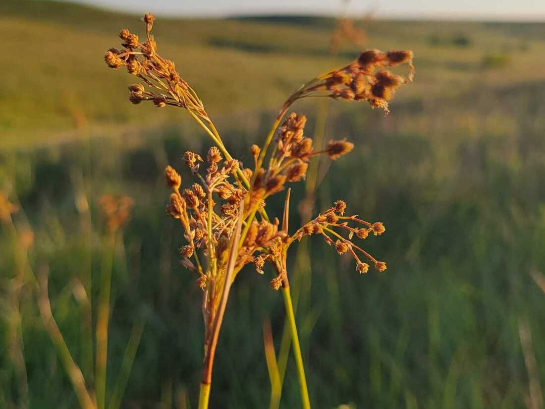 Come along on a trail run in the Kansas tallgrass prairie : NPR