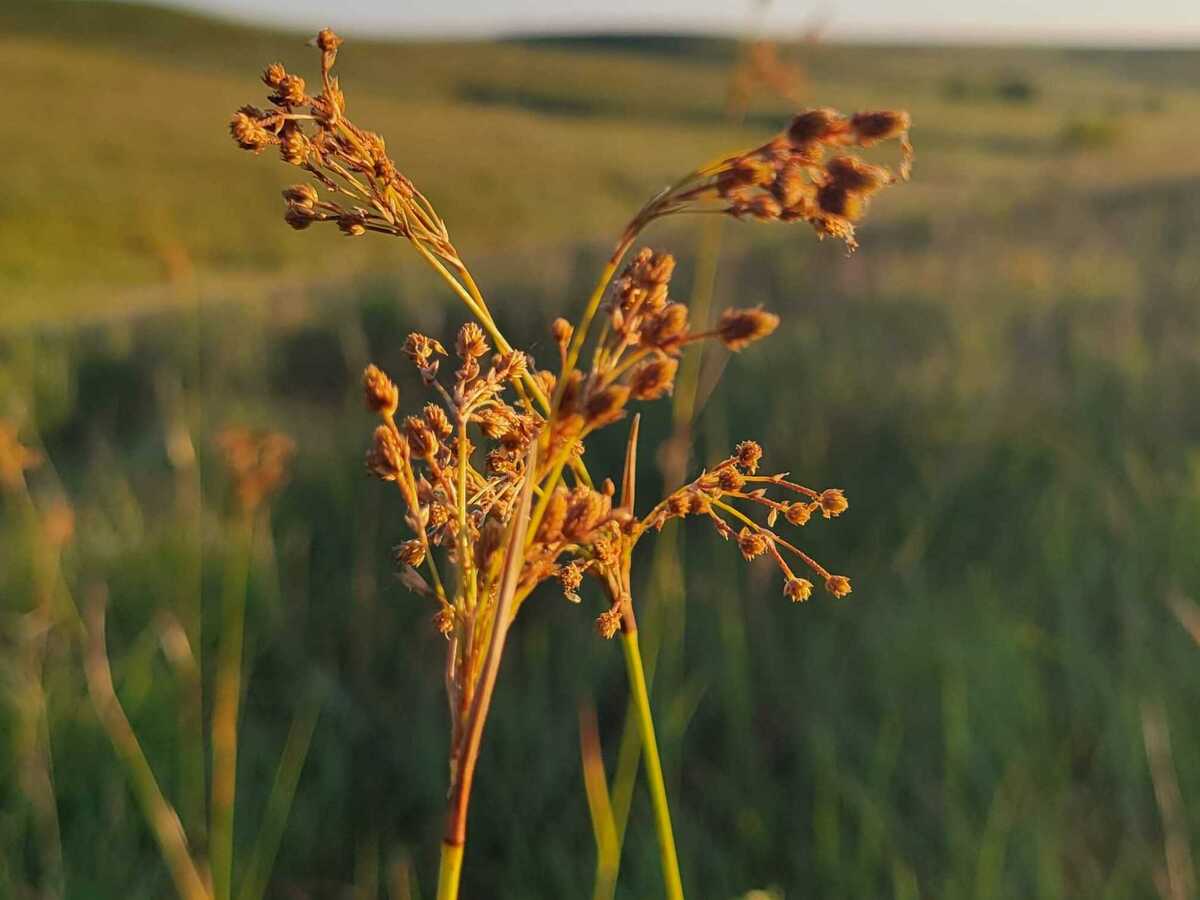 Come along on a trail run in the Kansas tallgrass prairie : NPR