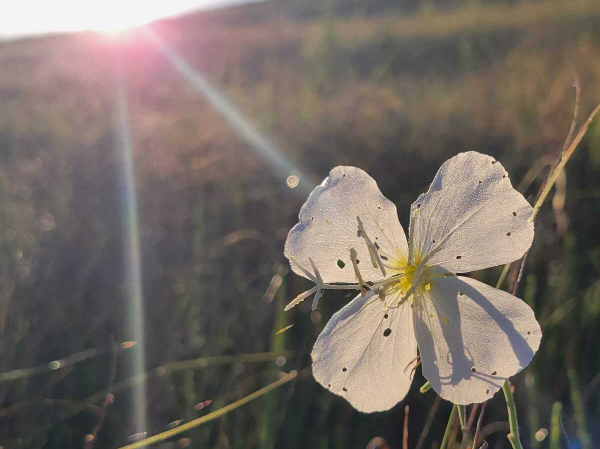 Come along on a trail run in the Kansas tallgrass prairie : NPR