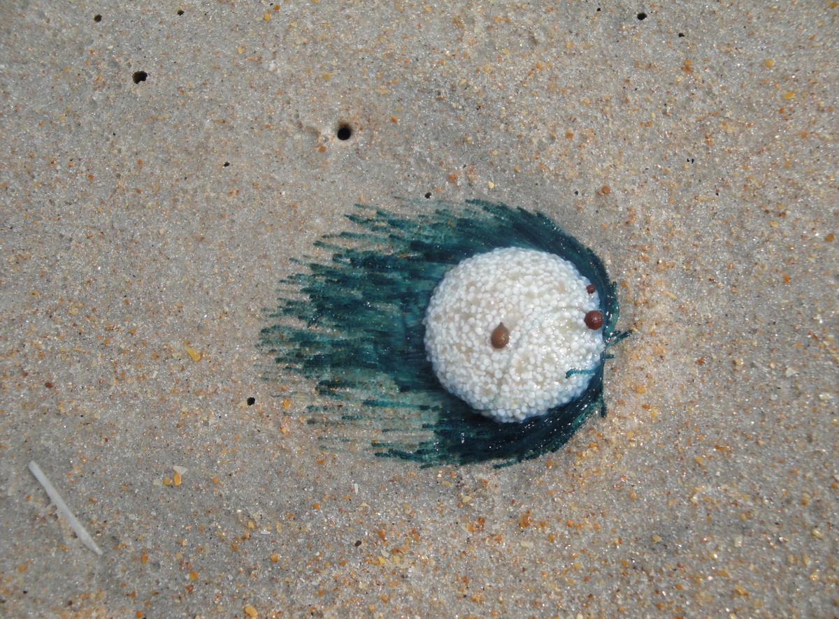 Texas wildlife officials warn of 'blue button jellyfish' sightings : NPR