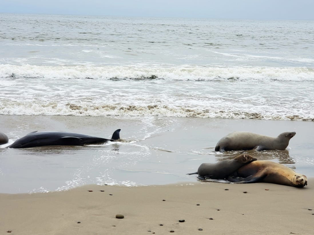 Sea lions are sick and dying along Southern California's coast. Here's ...