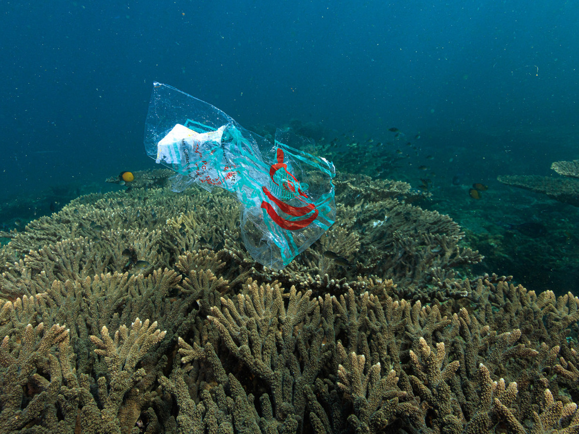 Plastic is suffocating coral reefs — and it's not just bottles and bags ...