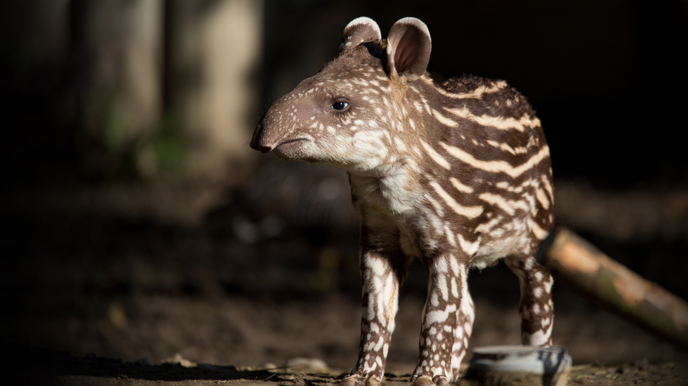 Patrícia Medici: The tapir might be the cutest mammal you know nothing ...