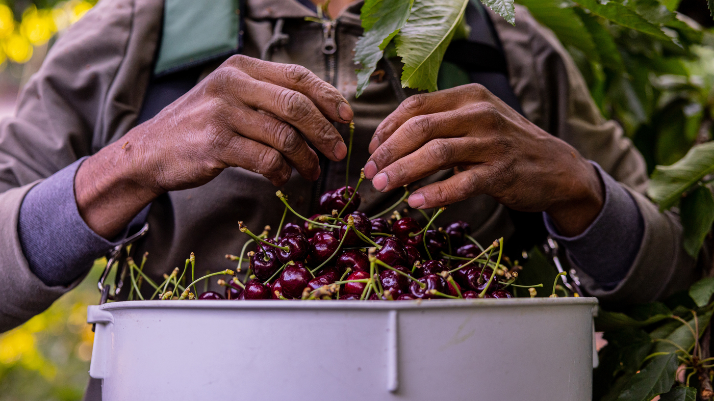 On America's farms, foreign workers solve one problem but raise others ...