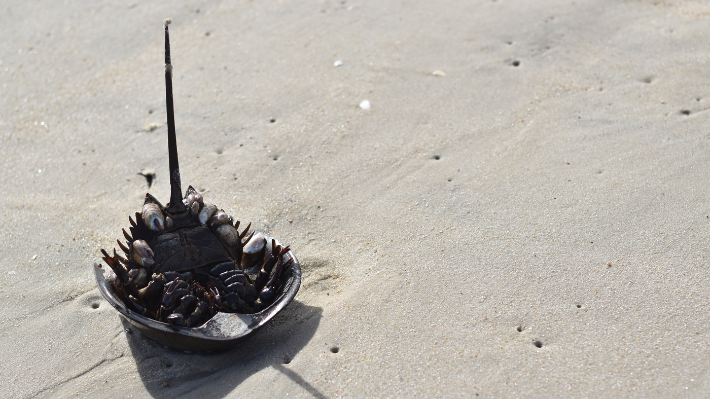 The U.S. horseshoe crab blood harvest is growing. Where's the ...