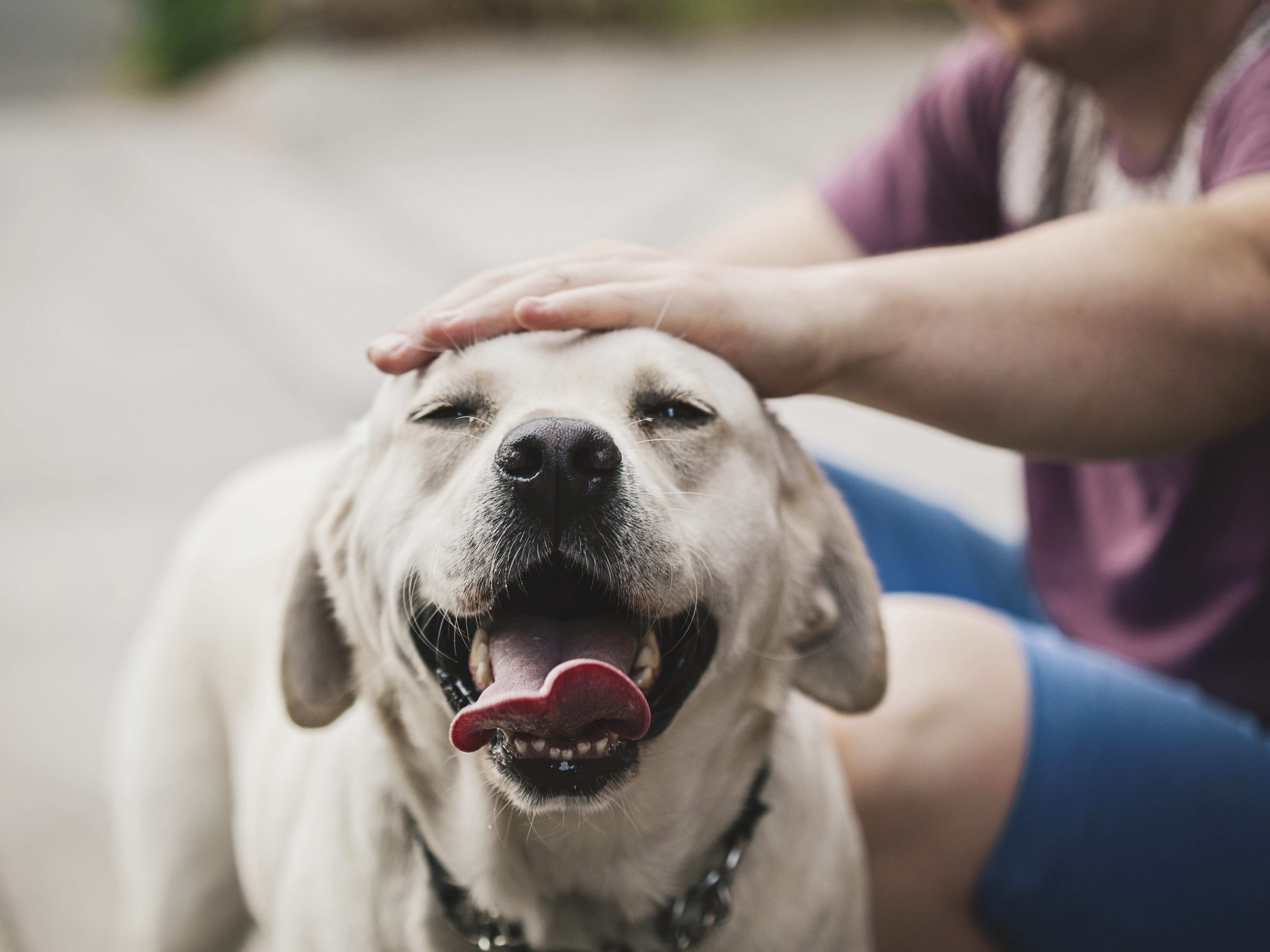 Petting other people's dogs, even briefly, can boost your health | NCPR ...