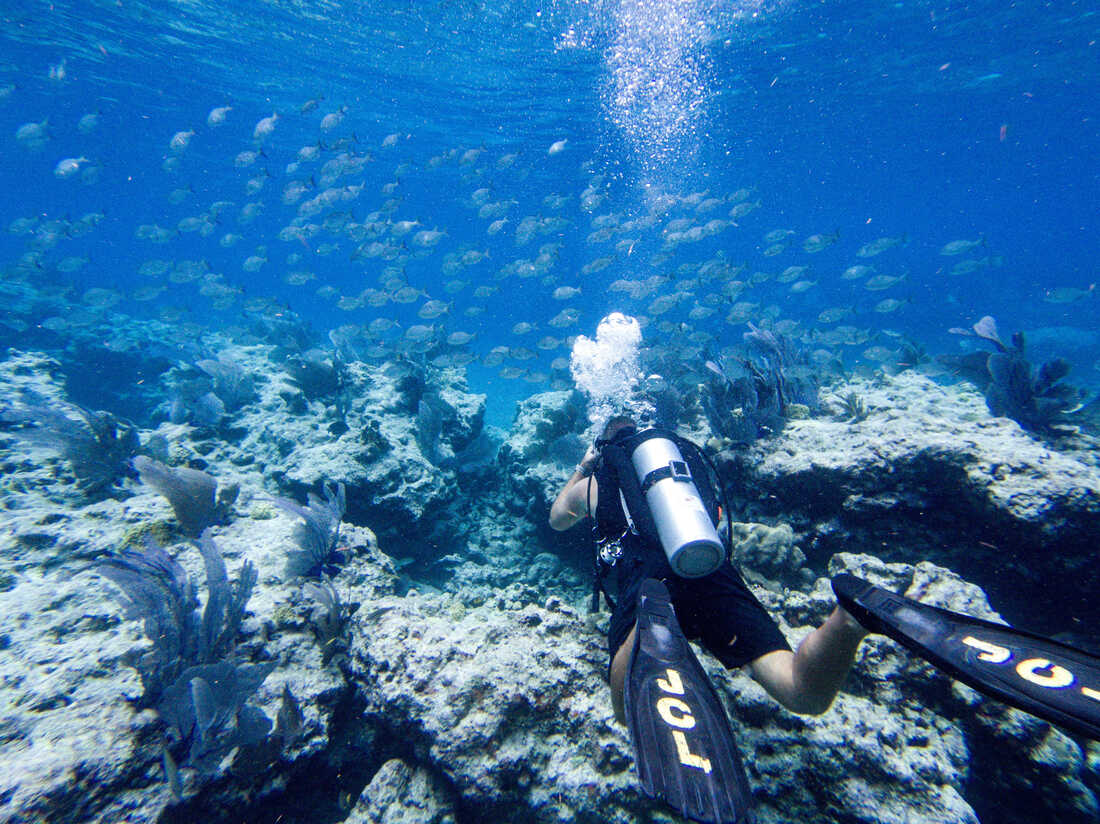 Heat threatens Florida's coral reef. : NPR