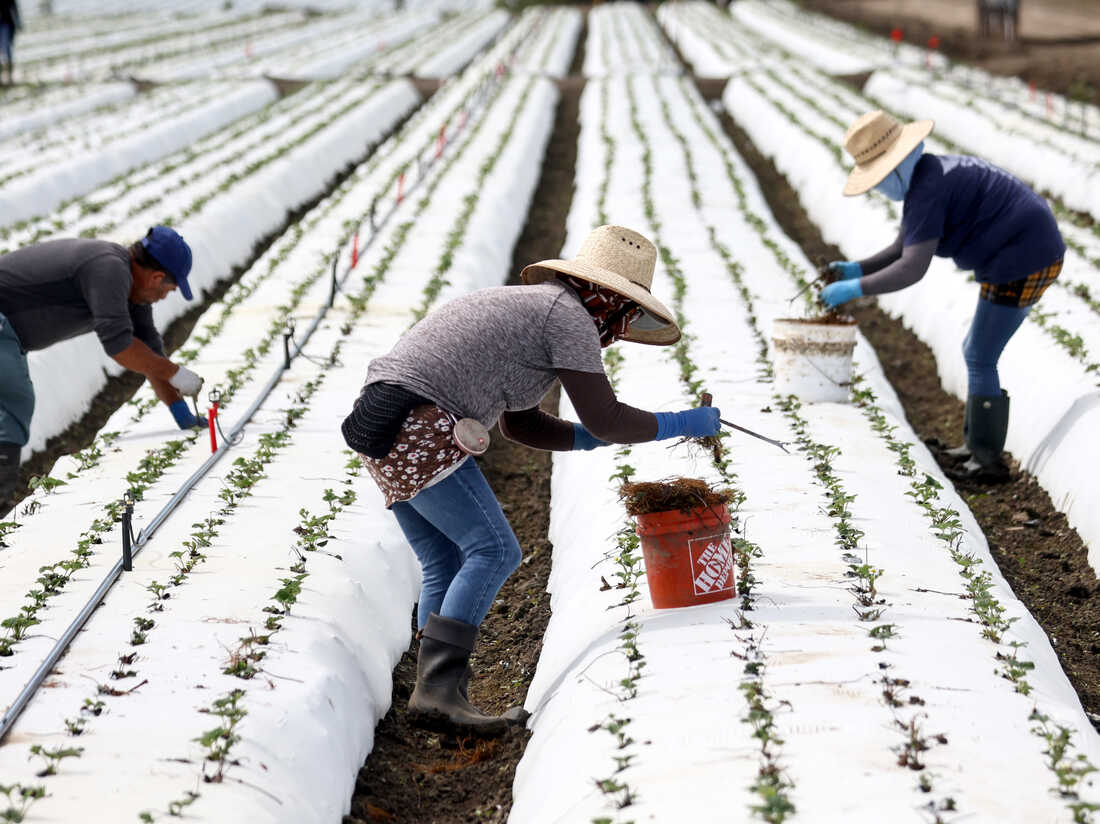 A few big trends shaping America's agricultural workforce today : The ...