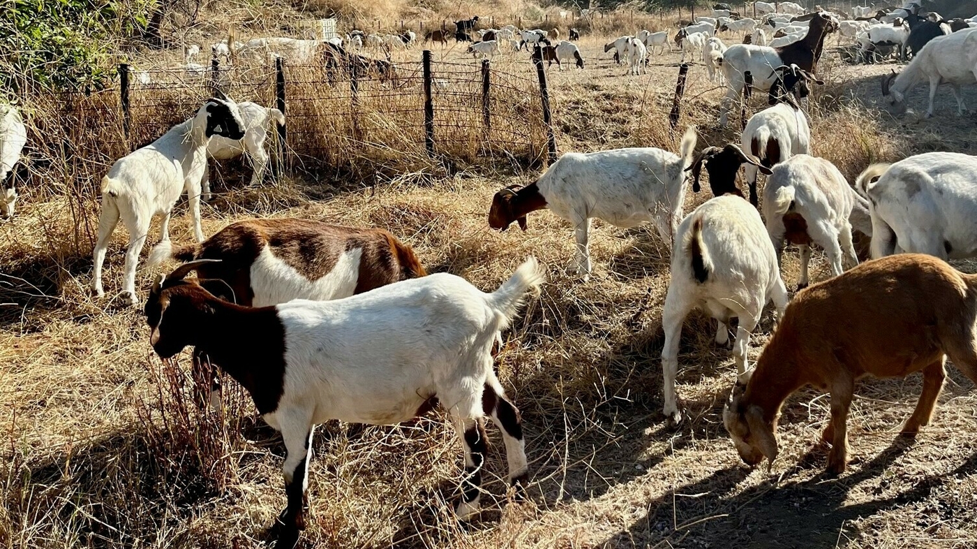 How goat grazing helps fight California wildfires : NPR