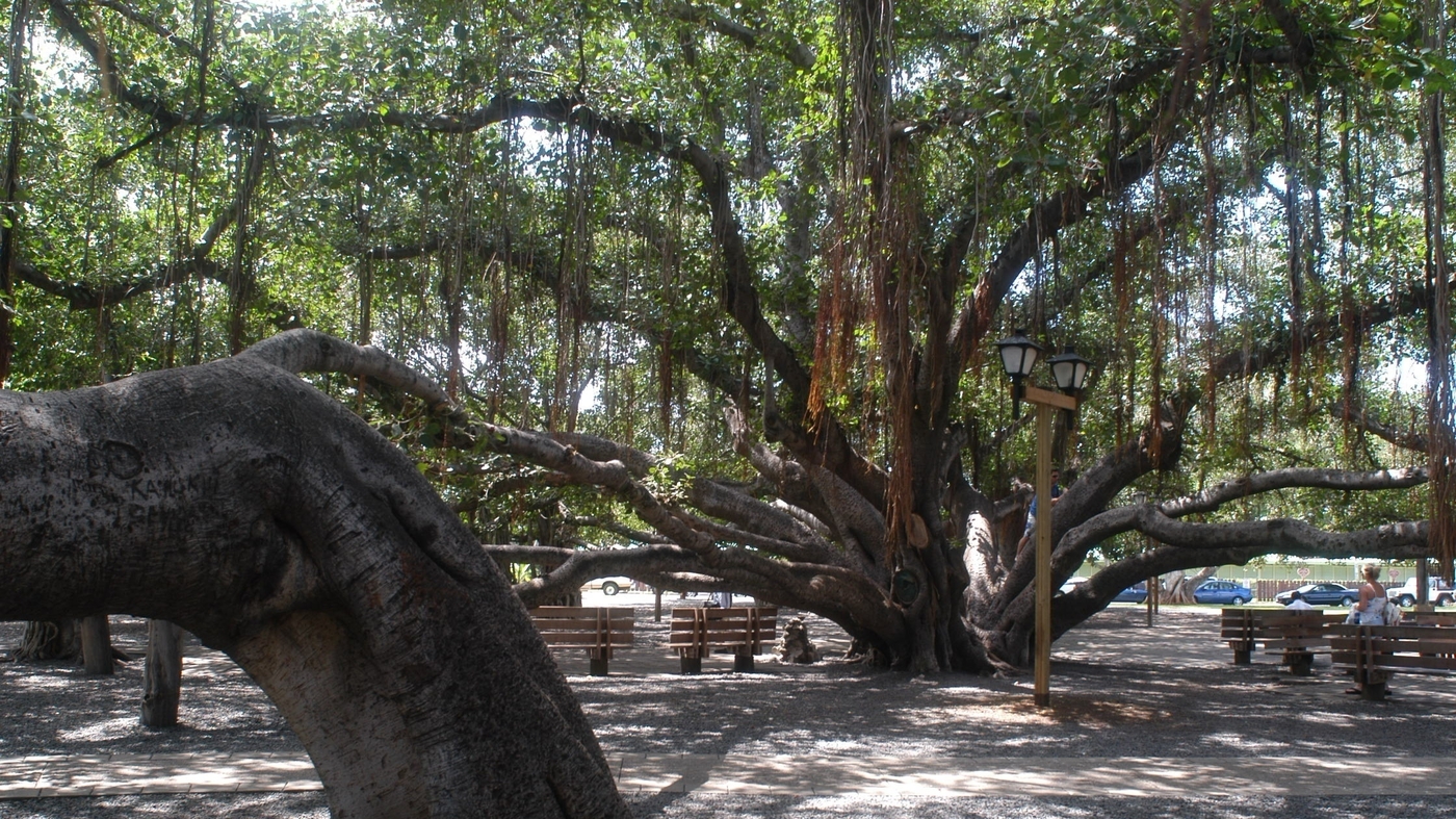 Maui fire: Historic Lahaina banyan tree appears to be scorched but ...