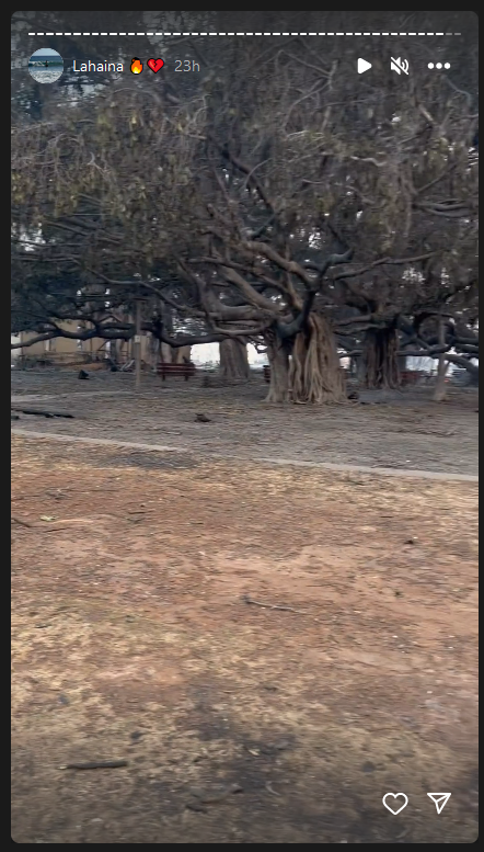 Scorched by Maui wildfire, historic Lahaina banyan tree appears still standing | NCPR News