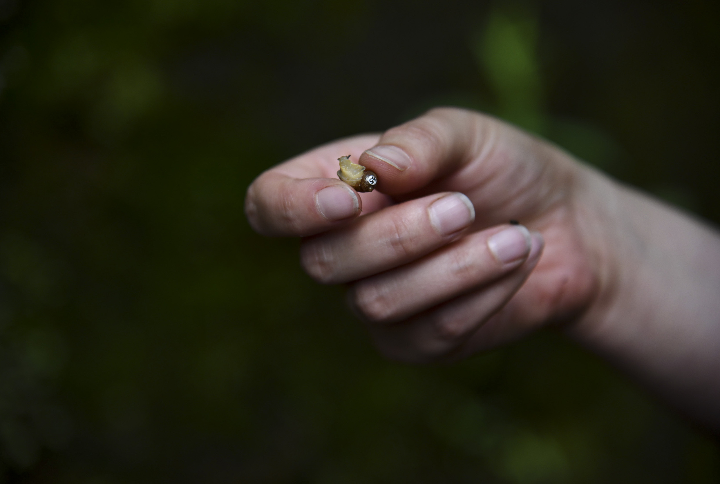 The years-long journey to save a tiny snail you've never heard of ...