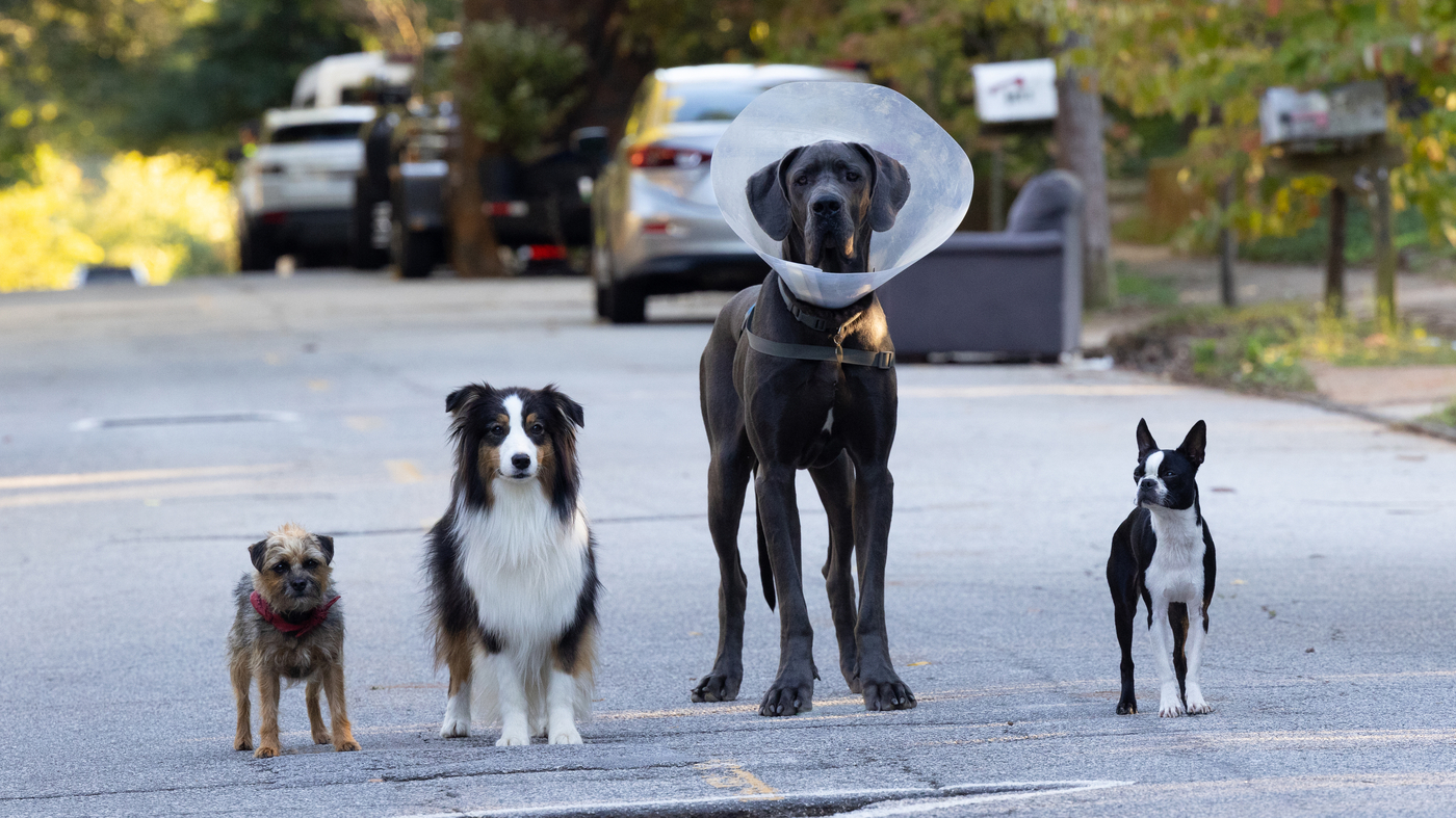 'Strays' leads the pack for R-rated dog comedies : Pop Culture Happy ...