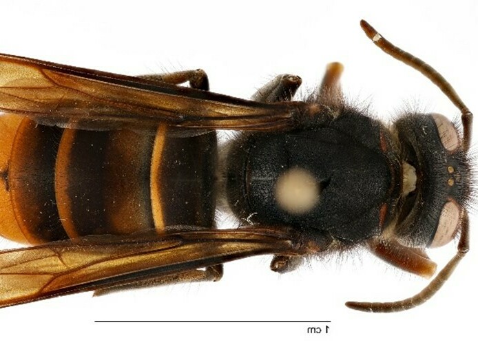 An invasive hornet that hunts honeybees is spotted in the U.S. for the ...
