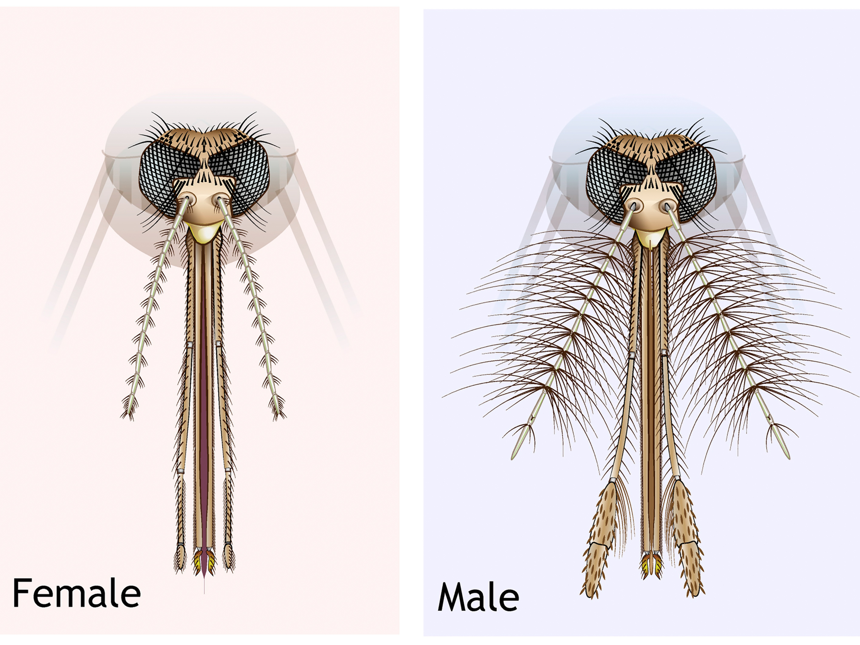A male mosquito's hairy ears tune into mates. New research suggests we ...