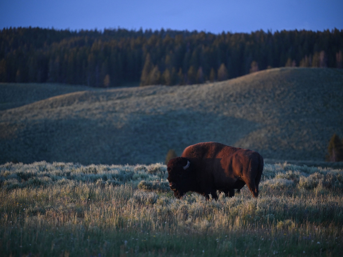 Bison loss and the impact on indigenous communities today : The ...