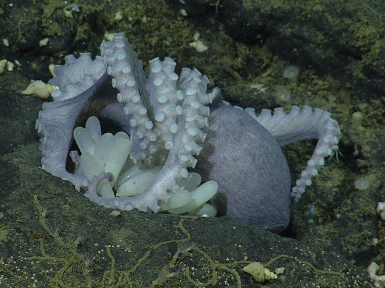 Here's why 6,000 octopuses like to be under the sea at an 'octopus ...
