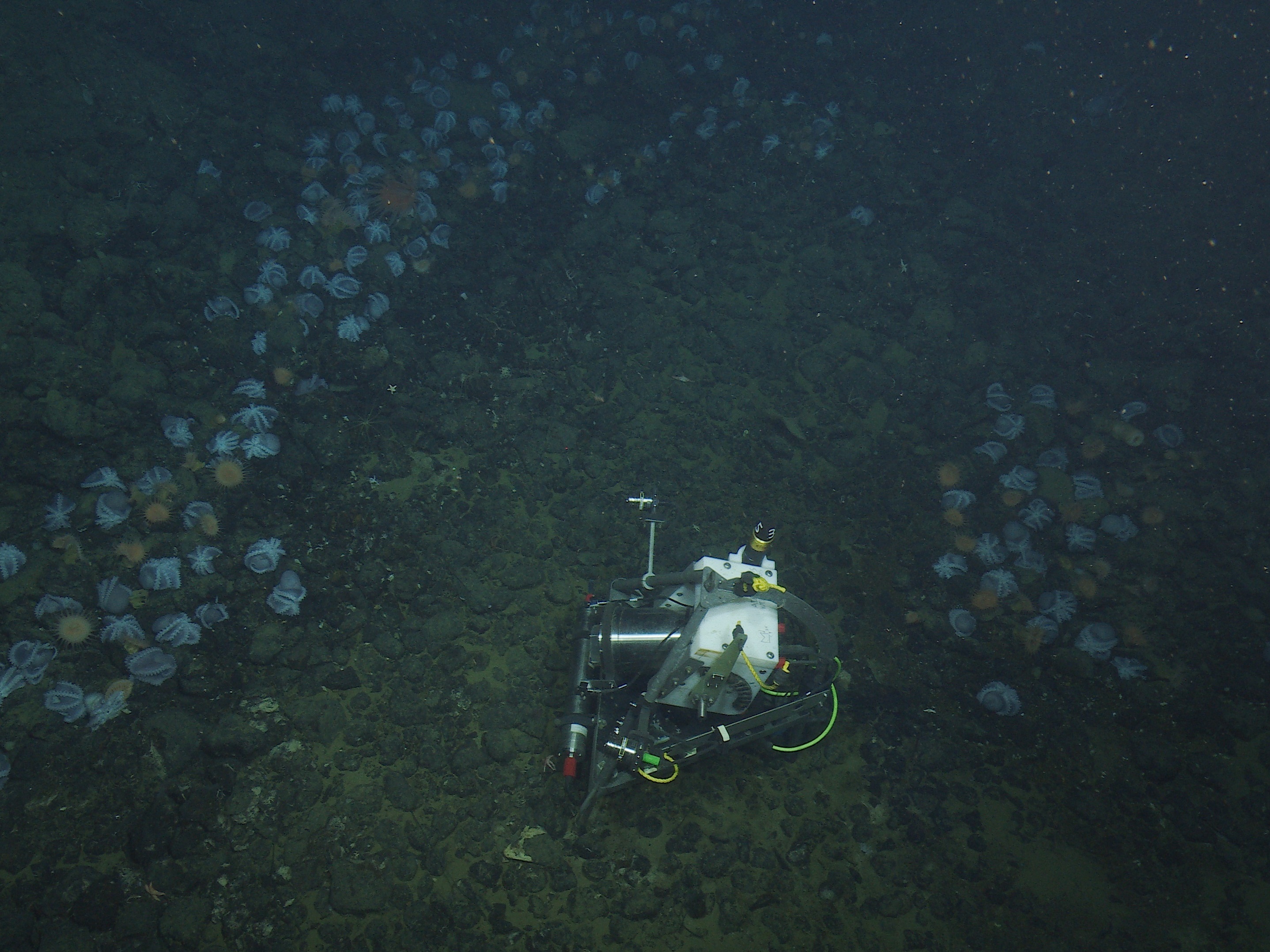 Here's why 6,000 octopuses like to be under the sea at an 'octopus ...