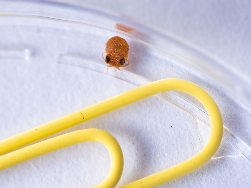 How Scientists Engineered A See Through Squid With Its Brain In Plain View Ncpr News