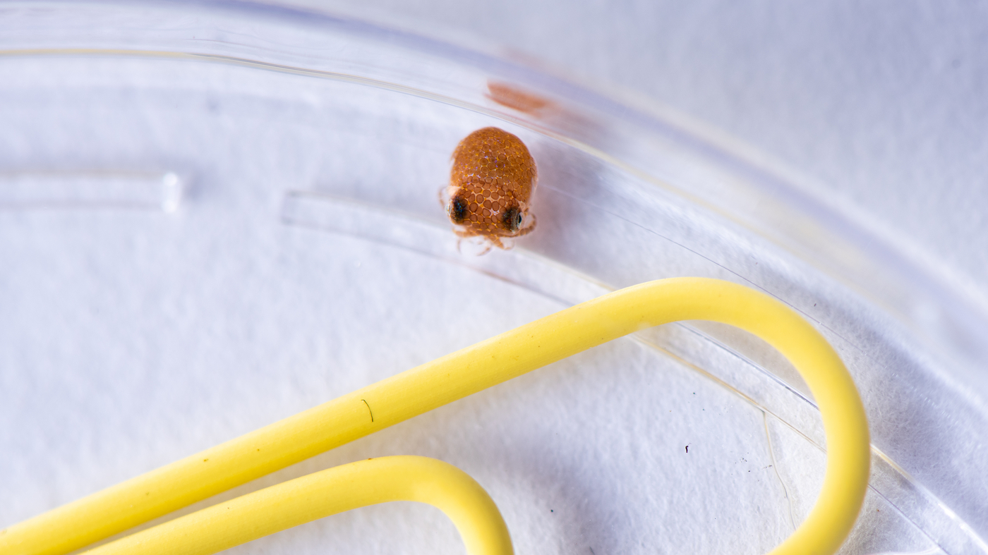 A transparent squid could reveal secrets of the brain : Shots - Health ...