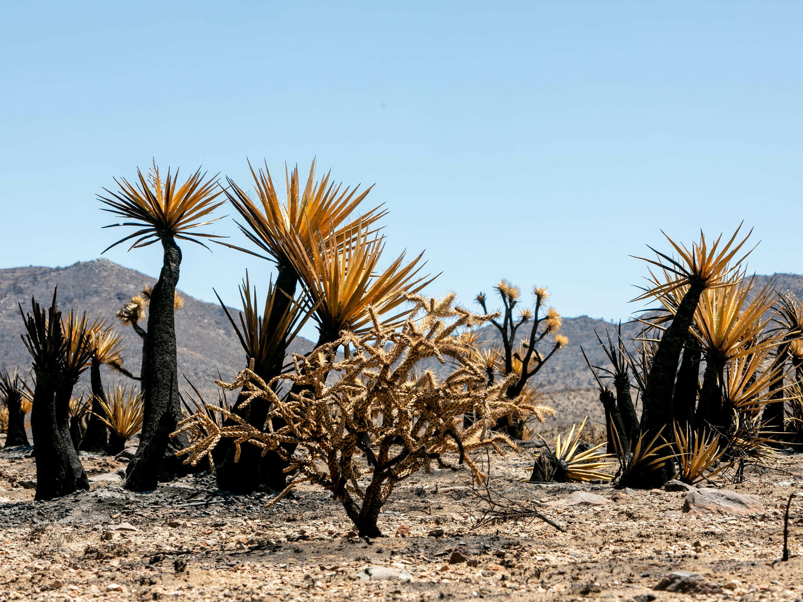 In a charred moonscape, a band of hopeful workers try to save the ...