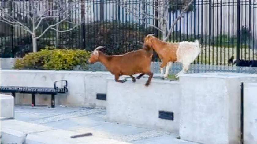 Runaway goats of San Francisco are still a bit of a mystery : Goats and ...