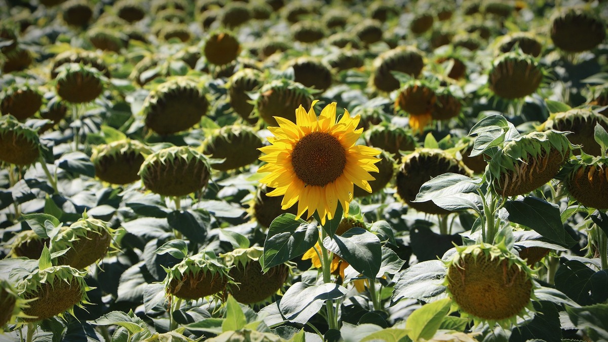 How to find joy and success as a late bloomer : TED Radio Hour : NPR