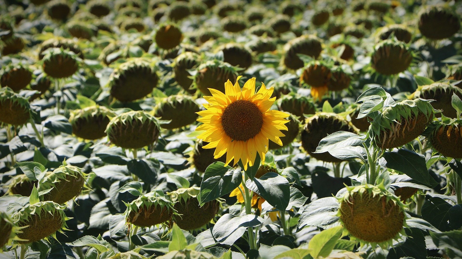 How to find joy and success as a late bloomer : NPR One