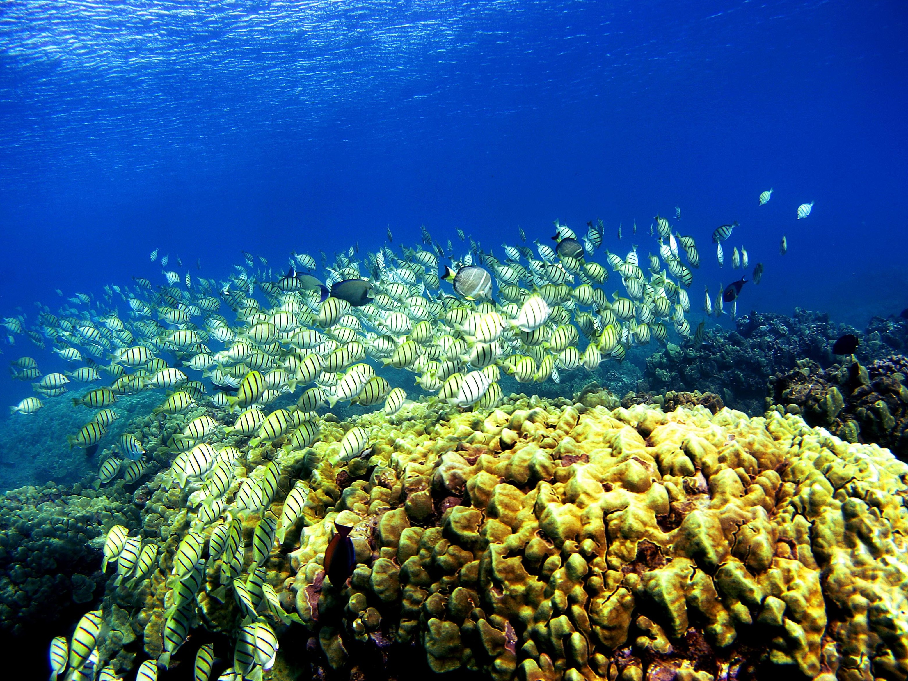 One way to save coral reefs? Deep freeze them for the future | NCPR News