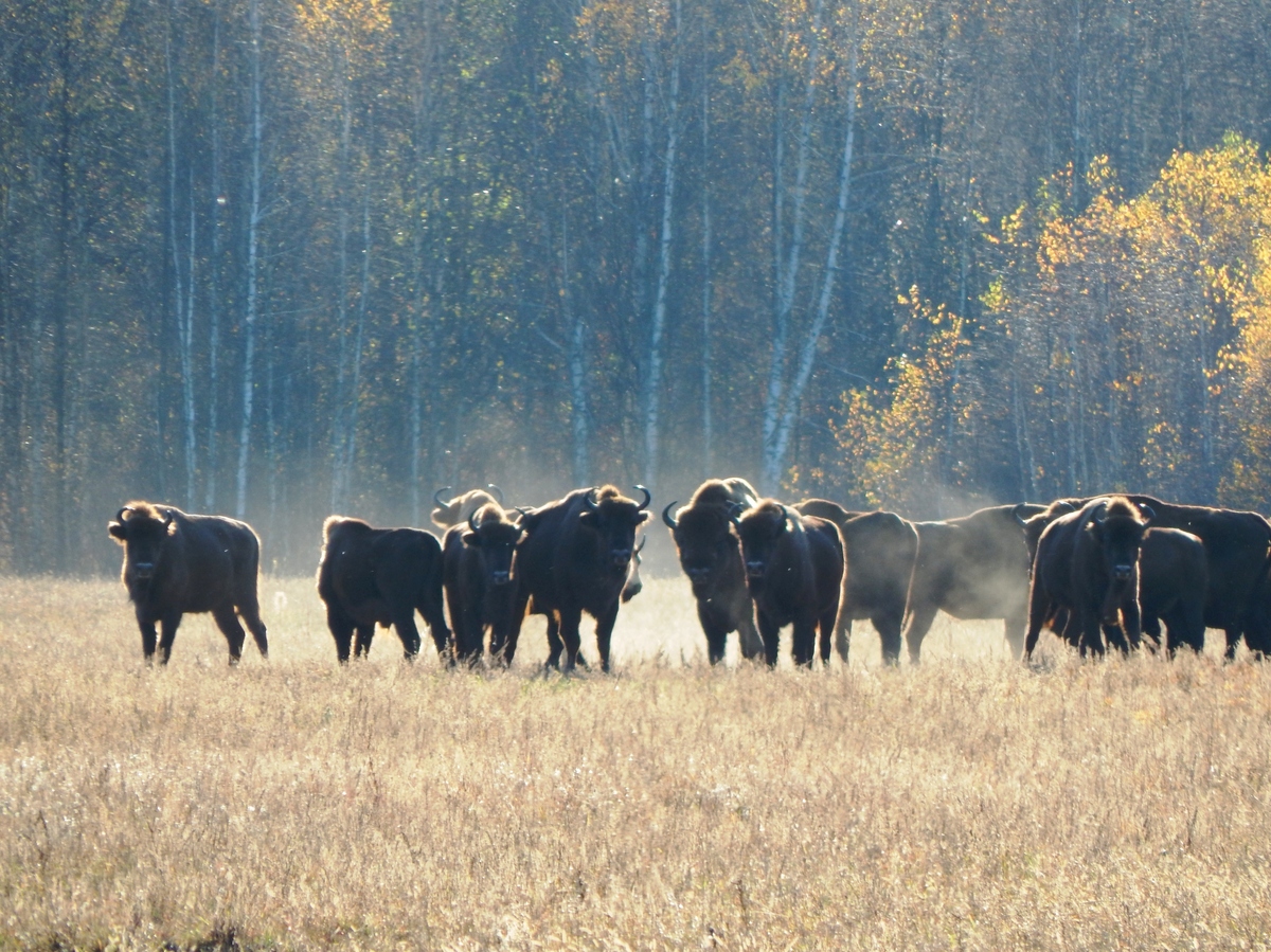 Shane Campbell-Staton: How animals are rapidly evolving to adapt to ...