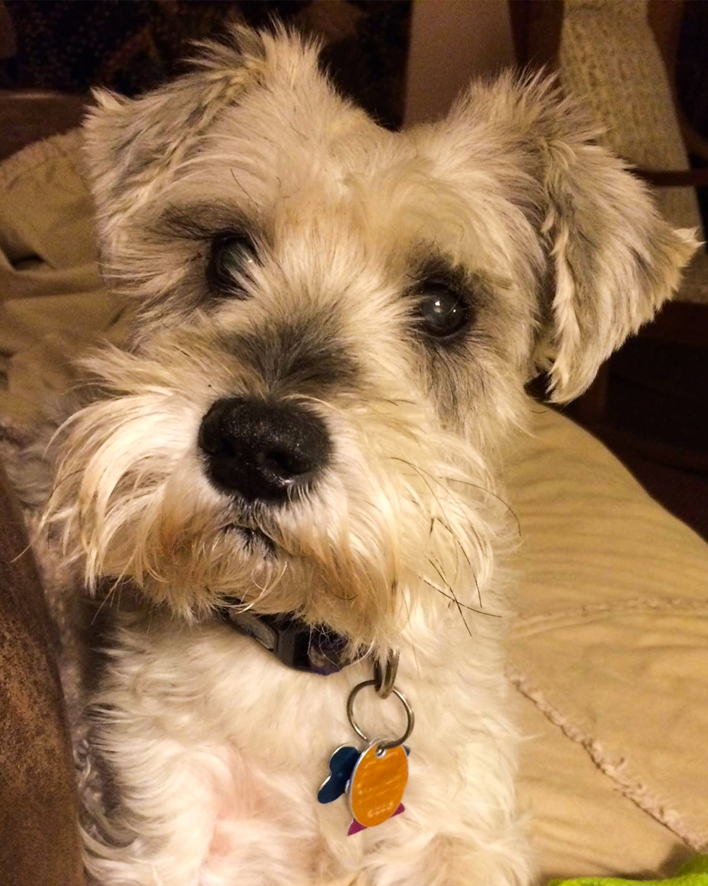 8 loving ways to honor a pet's memory: Write an obit, grow a garden ...