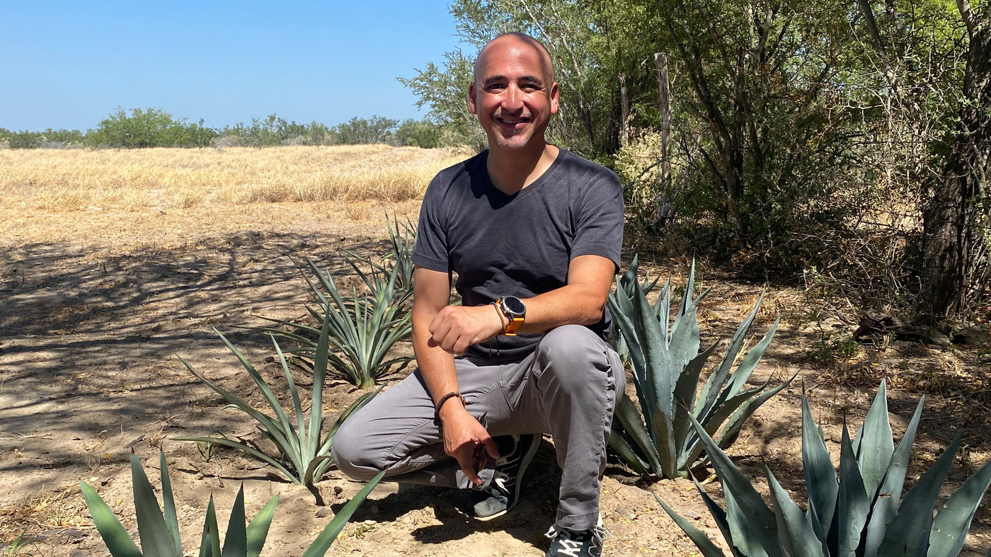 Agave from Texas? Growers hope to win over tequila and mezcal lovers : NPR
