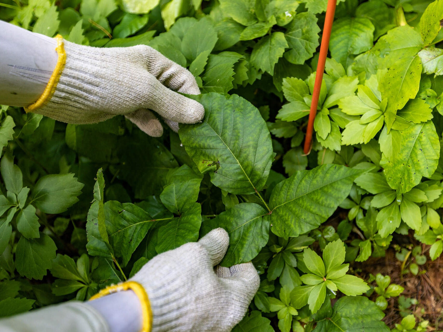 Poison ivy is poised to be one of the big winners of a warming world ...