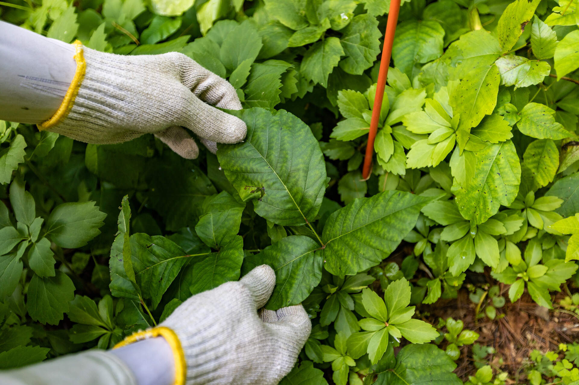 Diy Poison Ivy Treatment