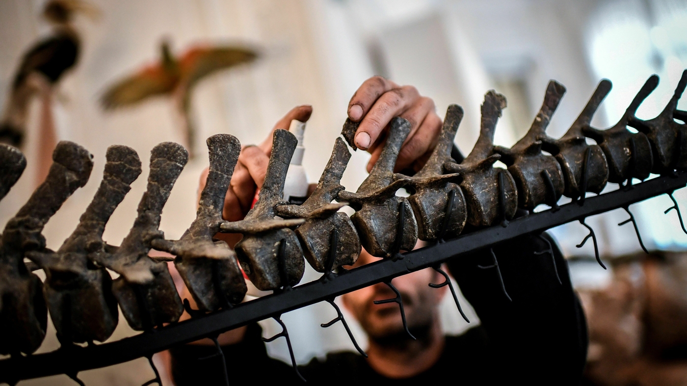 Venezuelan work permits, more natural disasters and dinosaurs for sale ...