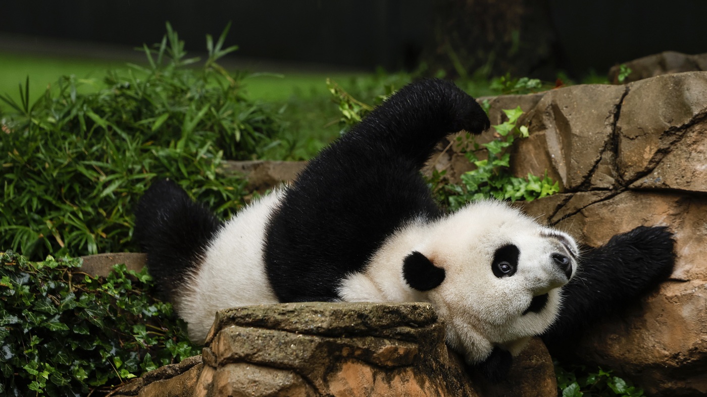 Why a government shutdown could crash the 'Panda Palooza' : NPR