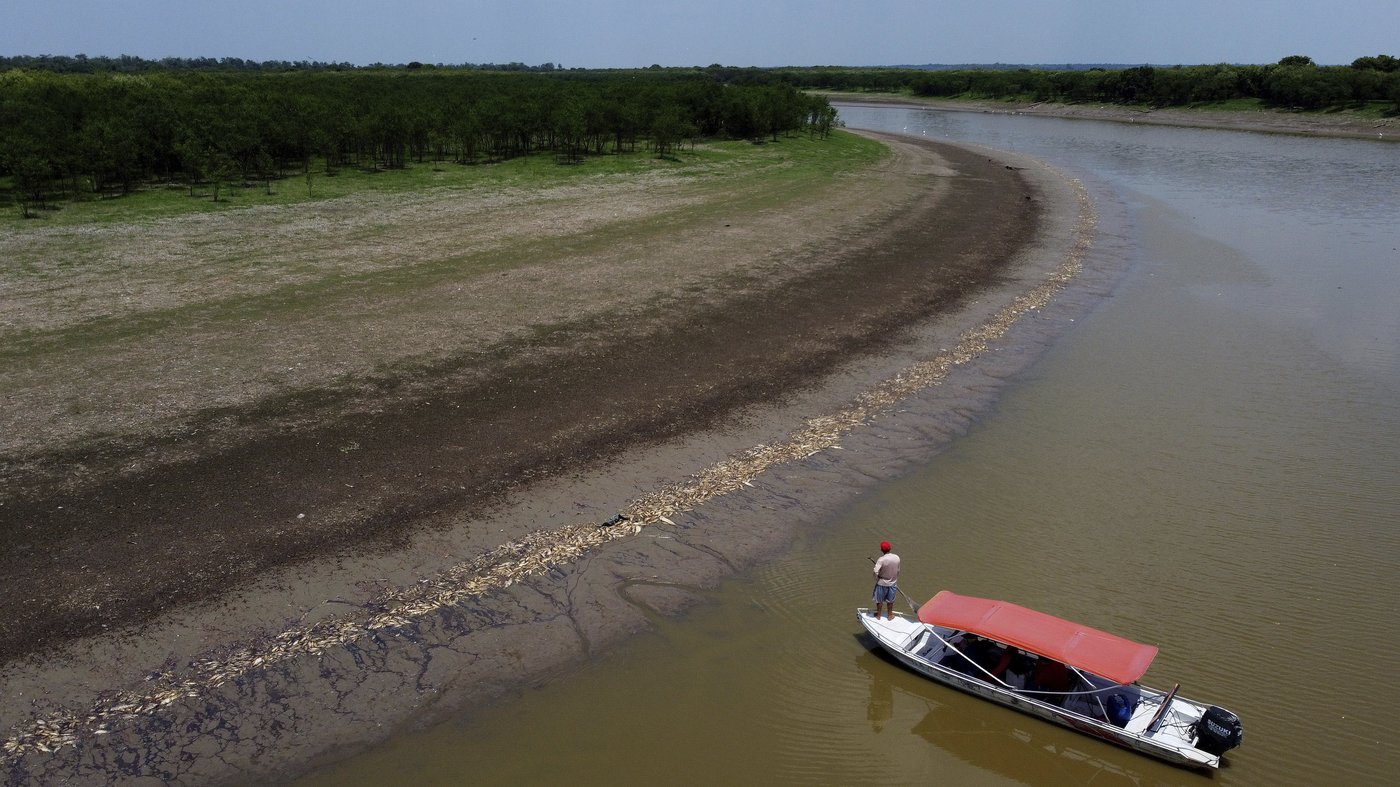 More than 100 dolphins found dead in Brazilian Amazon as water ...
