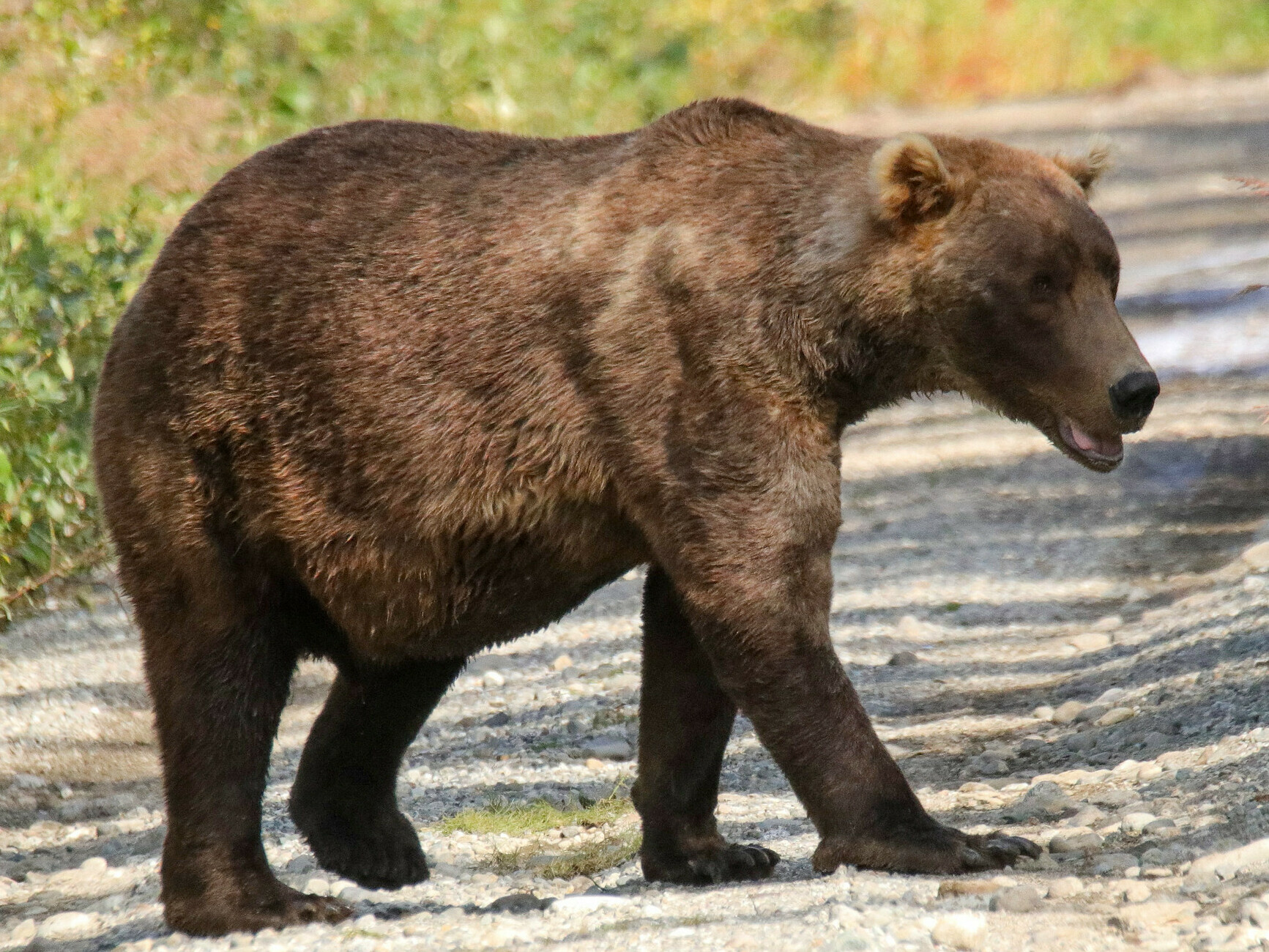 Chonky and they know it: Voting starts in Fat Bear Week | NCPR News