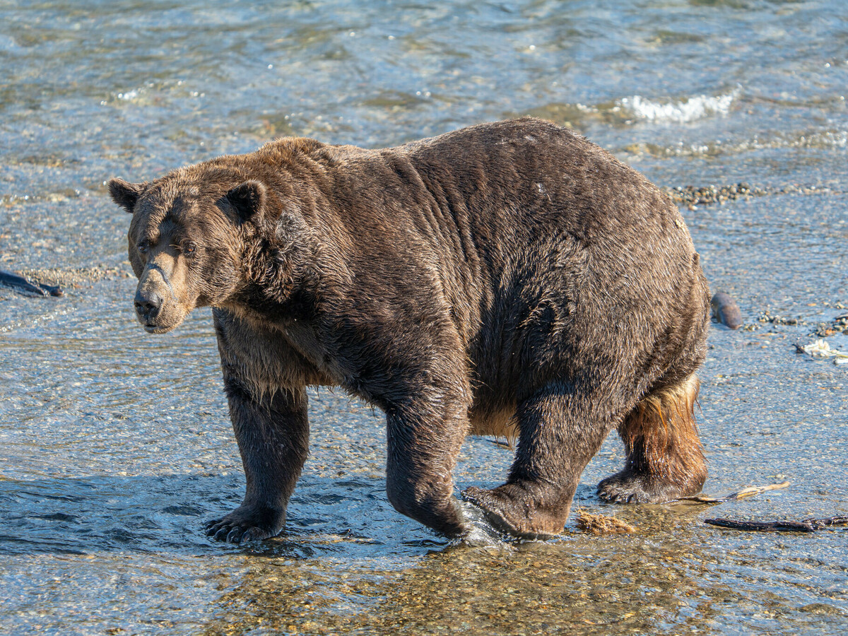 Fat Bear Week: Vote For Your Favorite Katmai Bear : Short Wave : NPR