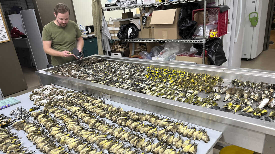 Nearly a thousand birds dead in Chicago : NPR