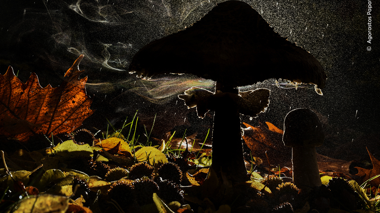 See the 2023 Wildlife Photographer of the Year winning images : NPR