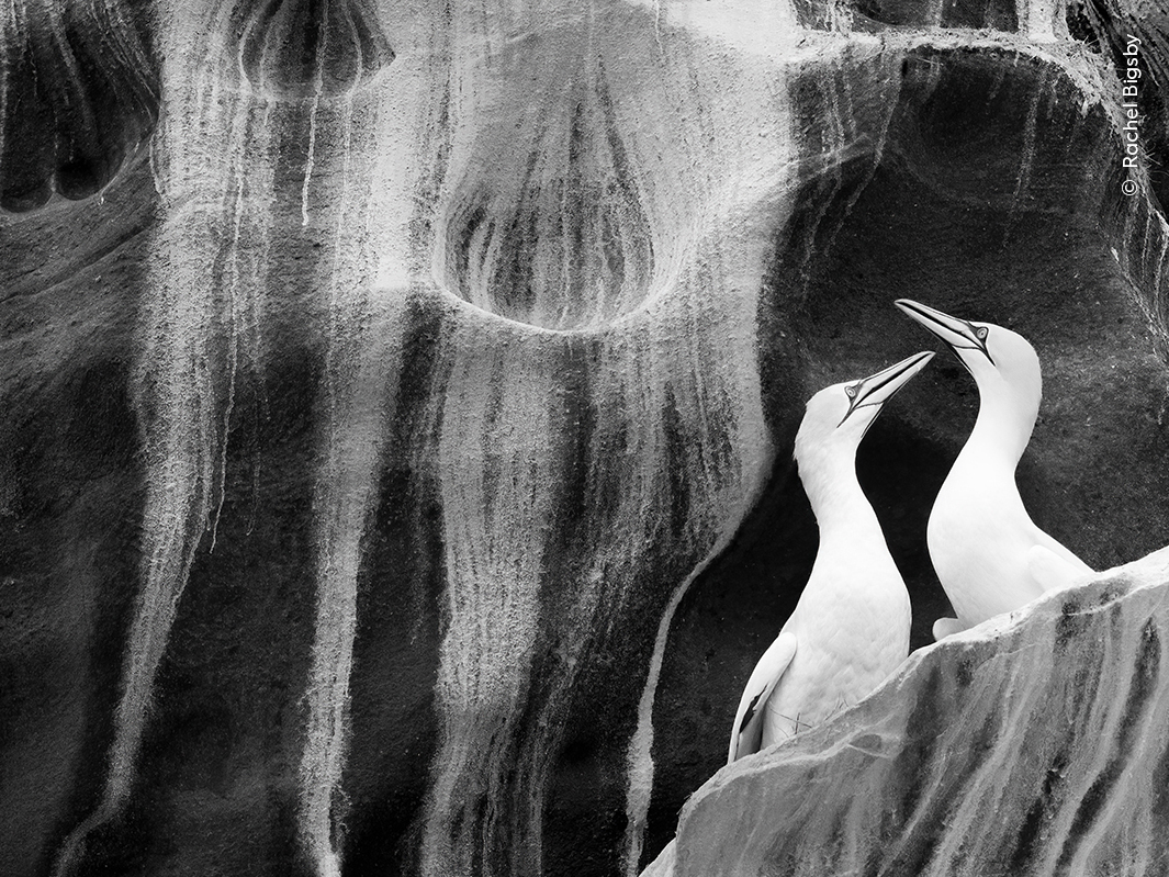Wildlife Photographer of the Year winners show the beauty — and ...