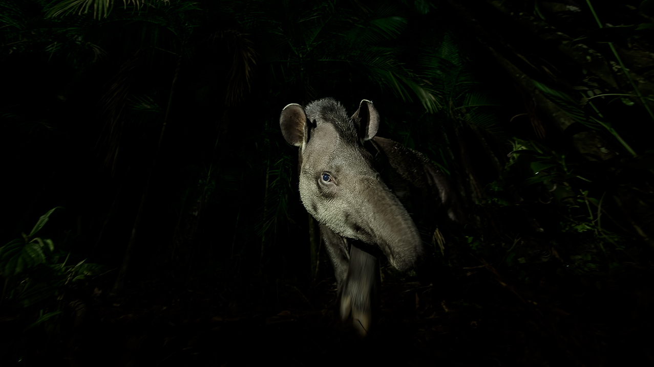 See the 2023 Wildlife Photographer of the Year winning images : NPR