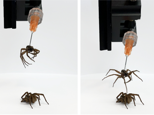 Ig Nobel Prize Winner: 'Necrobot' Reanimated Spider Corpses : Short ...