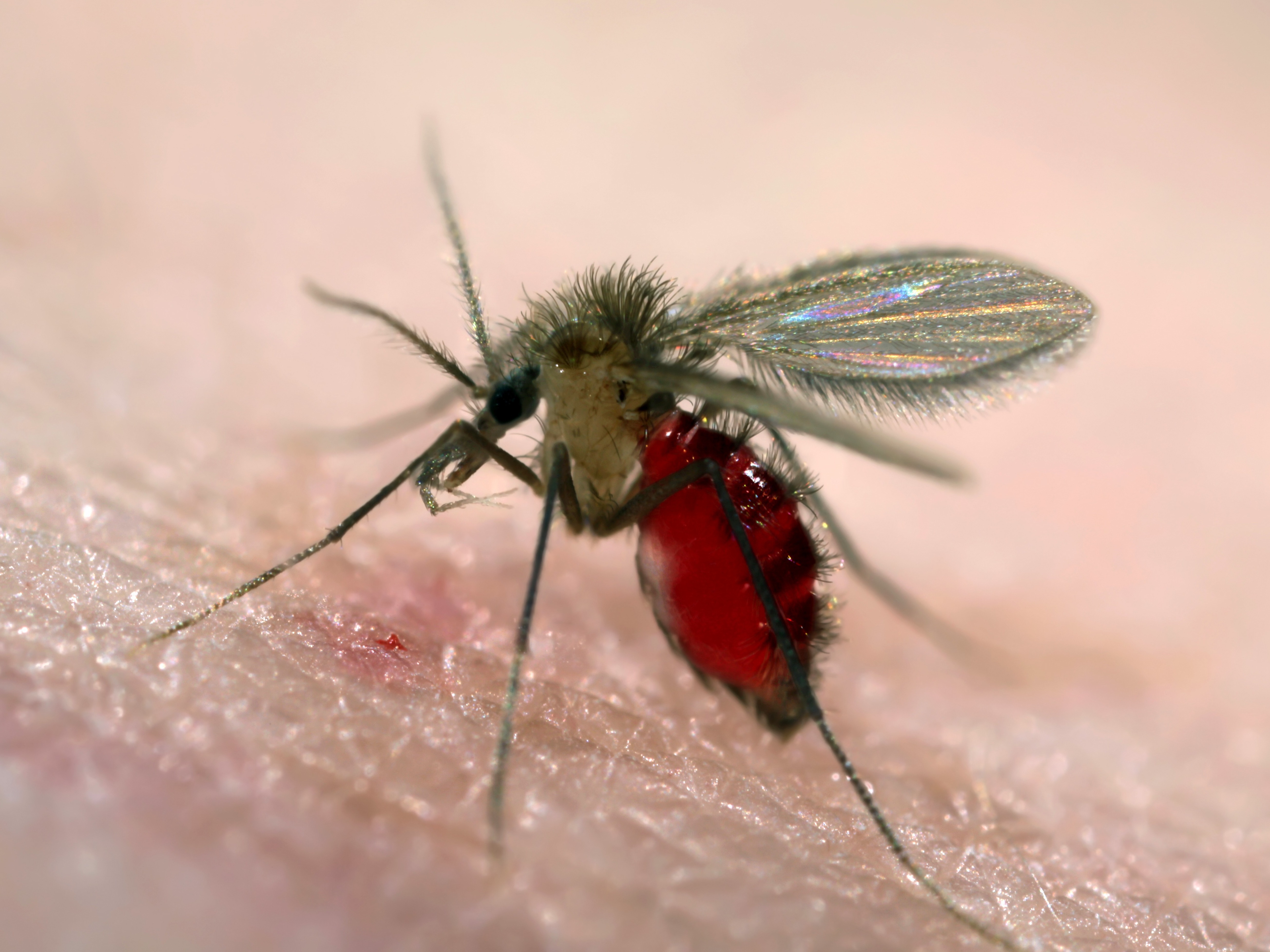 A 'tropical disease' carried by sand flies is confirmed in a new ...