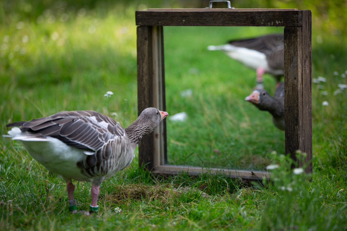 Artificial intelligence is being used to ID goose faces : NPR