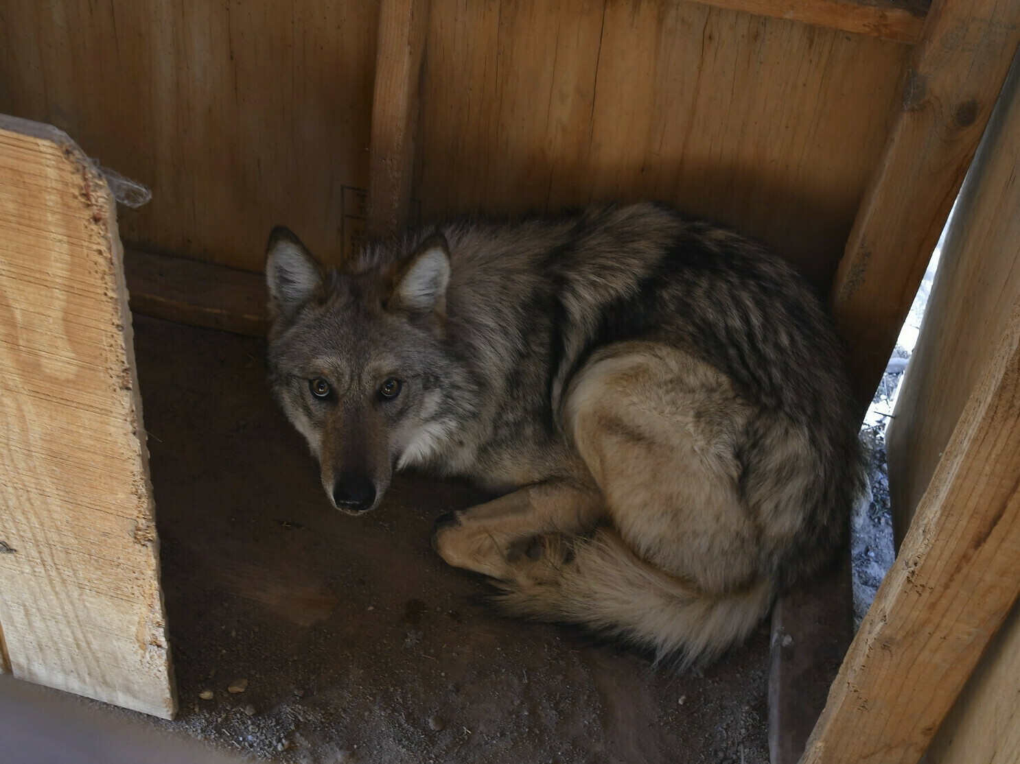 Rare Wolves Red Wolves Threatened By New Plan To Allow Hunting