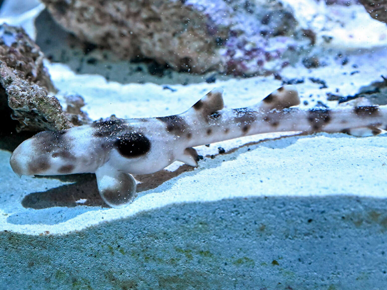 No Daddy Shark in sight: Zoo greets a cute shark pup after apparent ...