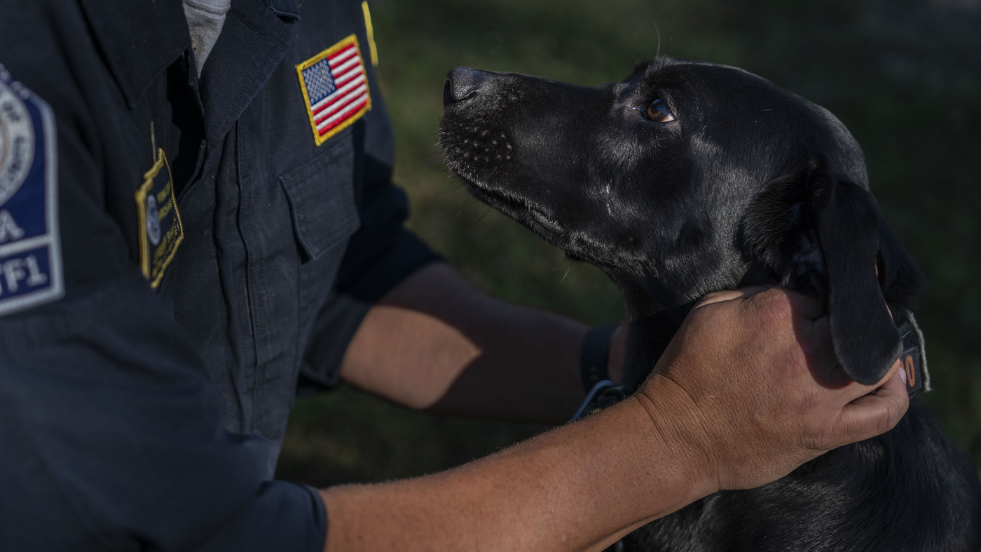 When Disaster Hits, Dogs Come To The Rescue : Consider This from NPR : NPR