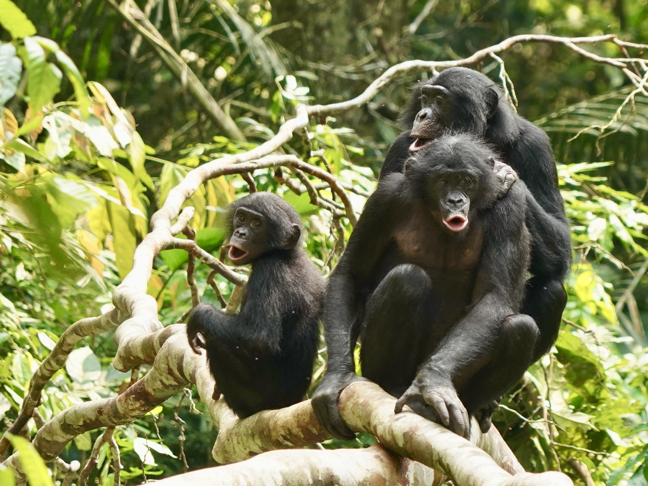 Unlike chimps, bonobos offer hope that maybe we can all get along ...
